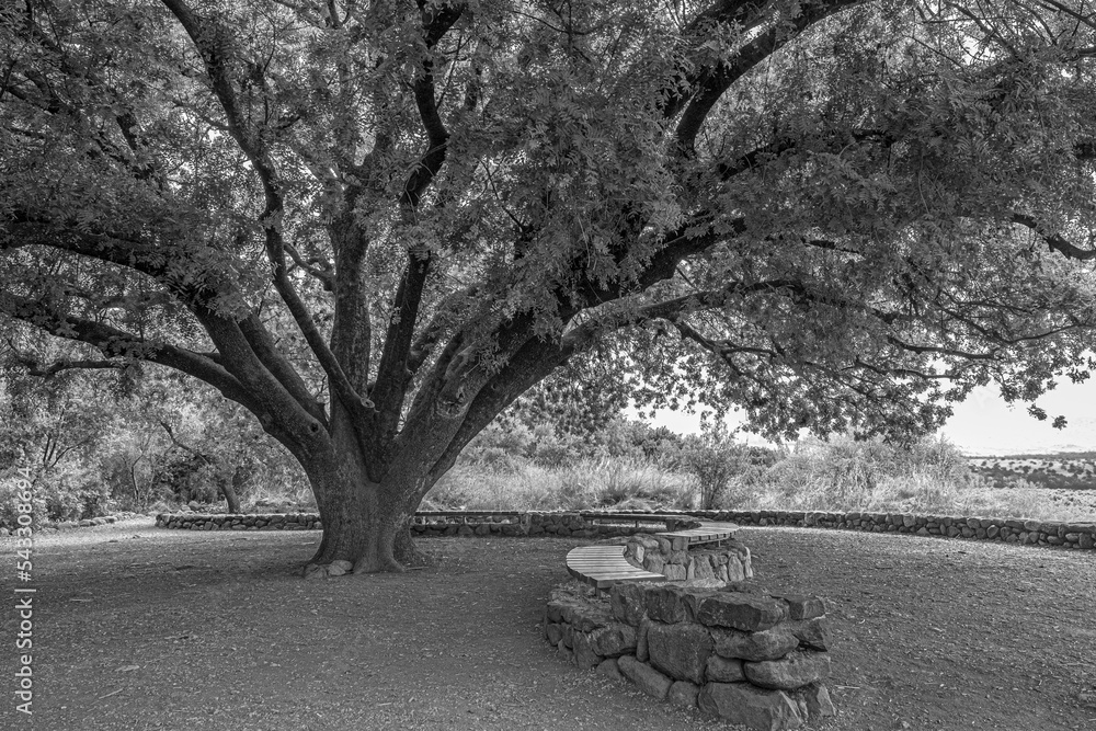 Old Pistacia Atlantica tree in Tel Dan Nature Reserve, kibbutz Dan ...
