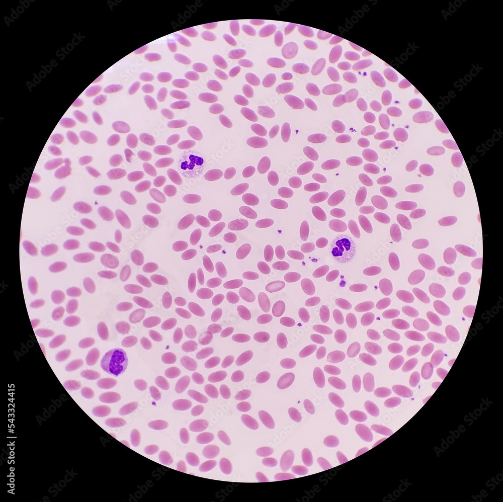 The oval shaped blood cells of the Wild Bactrian Camel. The microscopic ...