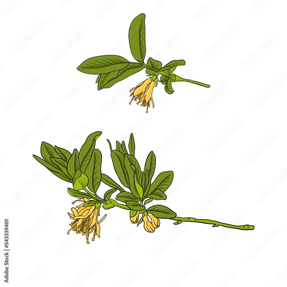 Yellow Honeysuckle Drawing