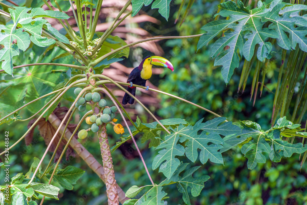 Keel Billed Toucan Eating