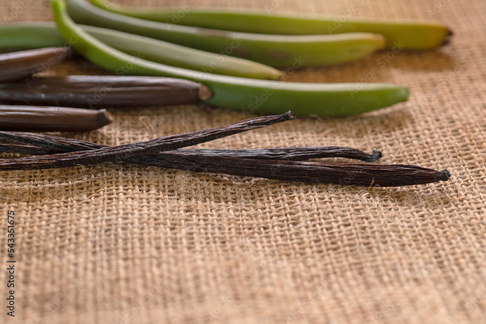 Vanilla pods of various stages of production, Fresh green and dried Vanilla pods are compared on ...