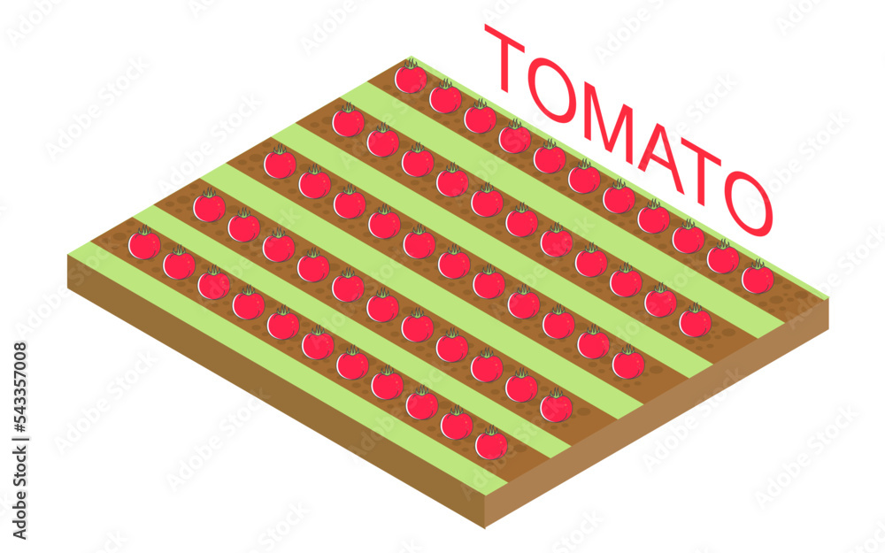 smart farming tomato plantation on isometric crop farm land Stock ...