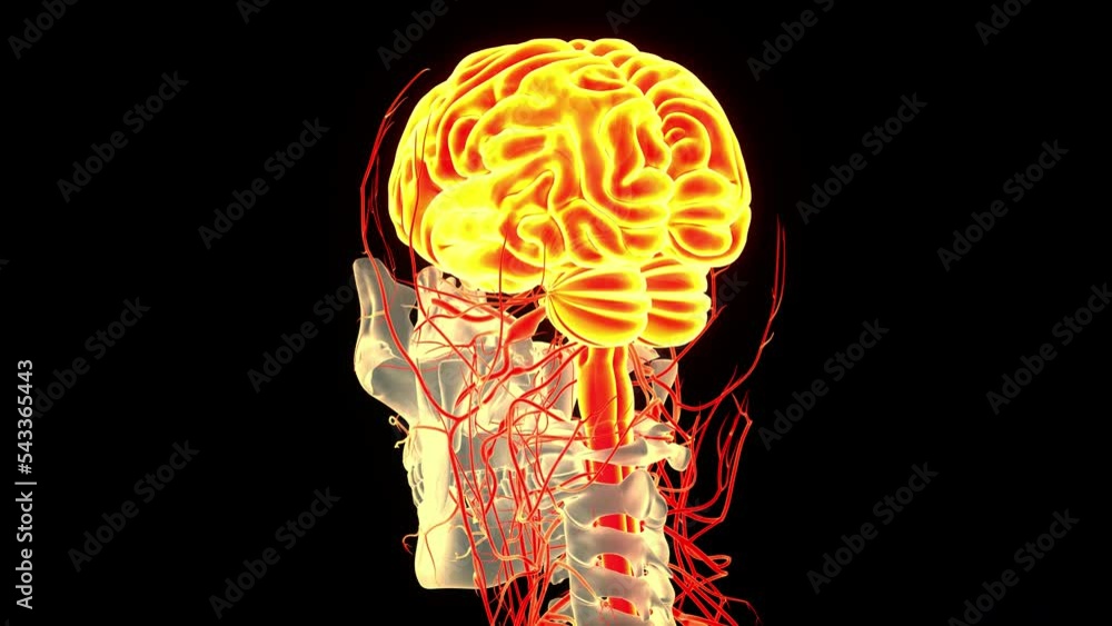 Central Organ of Human Nervous System Brain Anatomy Animation Concept ...