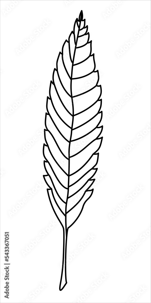 Isolated vector black line illustration of a leaf. Autumn, nature ...