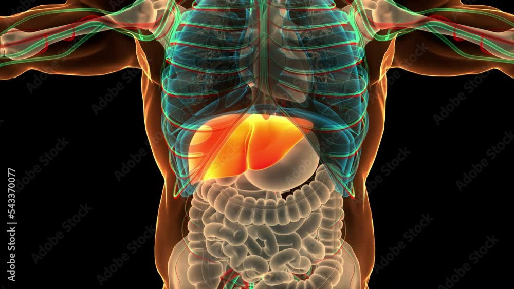 Human Internal Digestive Organ Liver Anatomy Animation Concept Stock ...