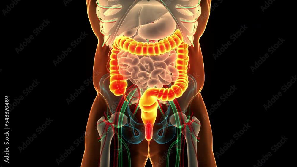 Human Digestive System Large Intestine Anatomy Animation Concept Stock ...