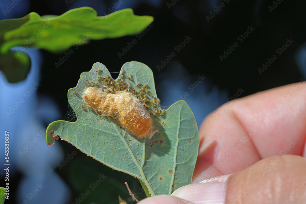 Young caterpillars of Brown Tailed Moth Euproctis chrysorrhoea on leaf ...