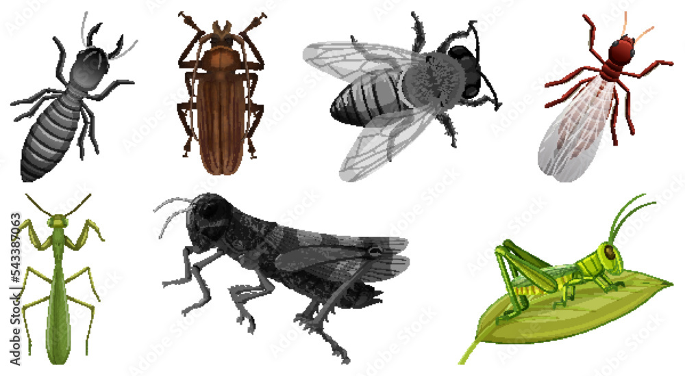 Set of different kinds of insects Stock Vector | Adobe Stock