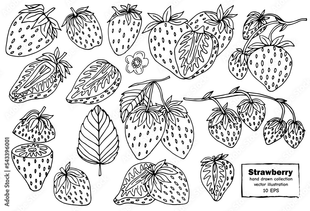 Strawberry hand drawn vector illustration. Strawberries sketch. Vector ...