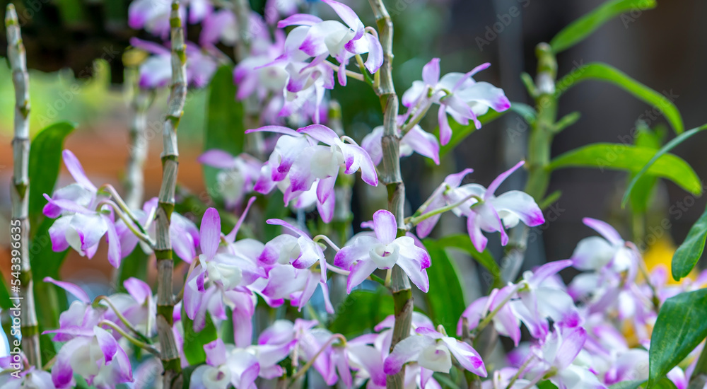 Dendrobium flowers bloom in spring lunar new year 2022 adorn the beauty ...