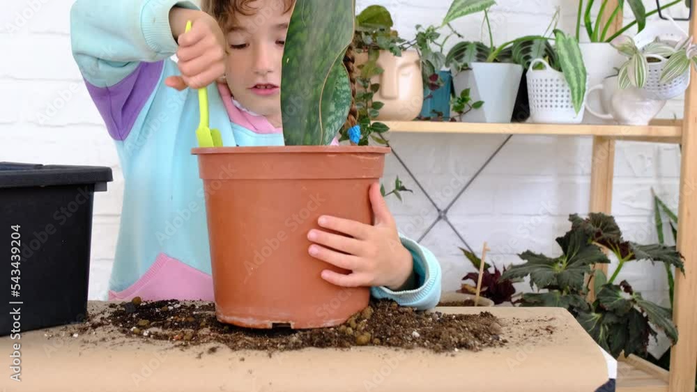Daughter helps mom transplants home plants, plants sansevieria into a ...