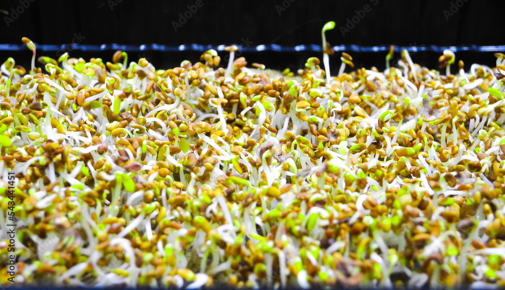 Germinated seeds with fluffy micro roots of alfalfa close up. Growing ...