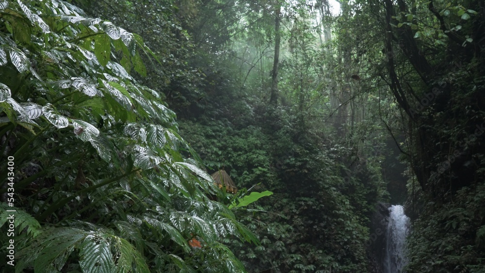Atmospheric rainforest with distant waterfall lost between old tropical ...
