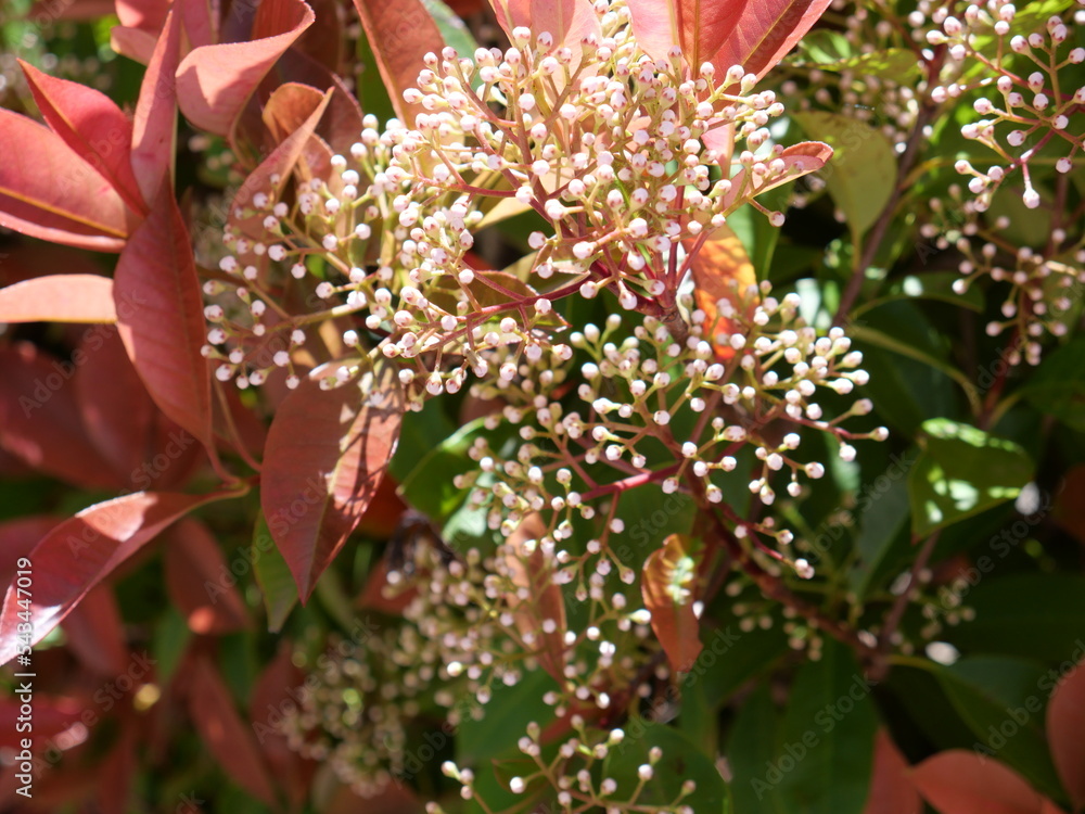 Photinia glabra, Red robin flowers the Japanese photinia, is a species ...