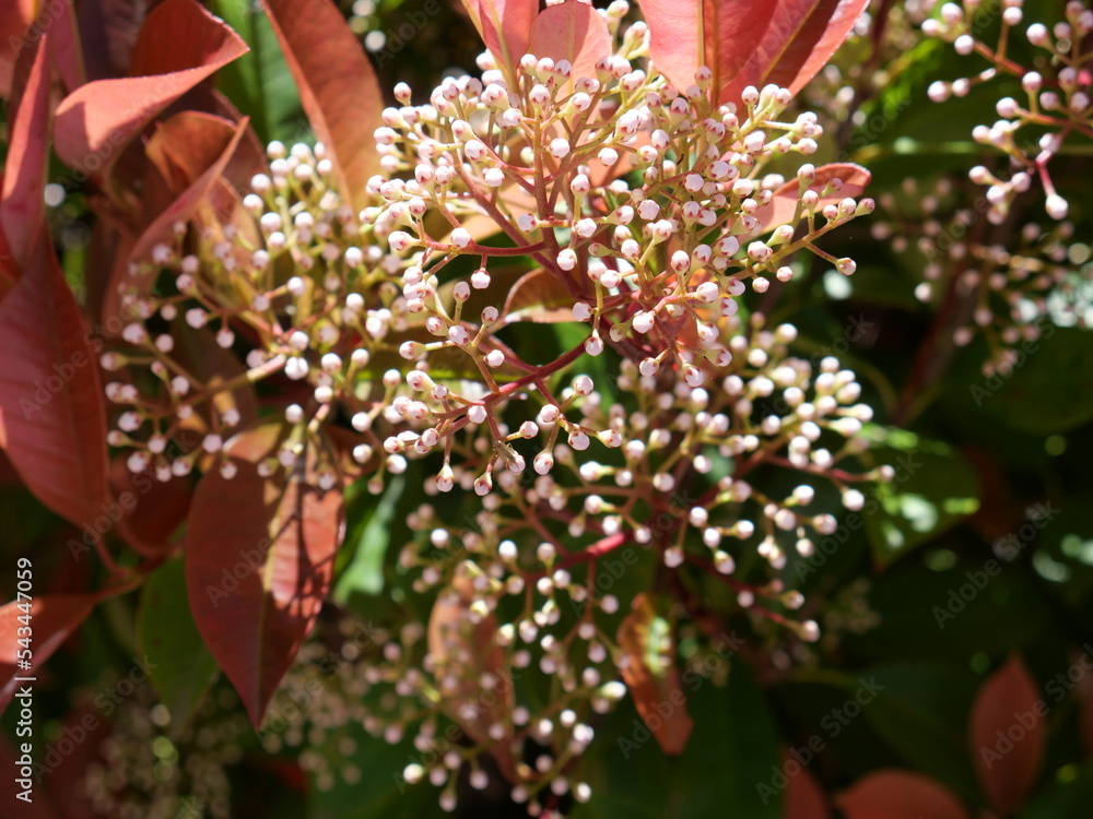 Photinia glabra, Red robin flowers the Japanese photinia, is a species ...