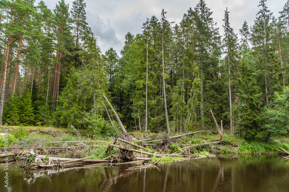 Irbe River, Latvia - 27 July 2022: Broken spruce trees on the riverside ...