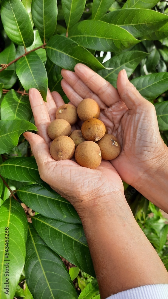 Sweet ripe clustered longan held in woman's hand. Also known as ...