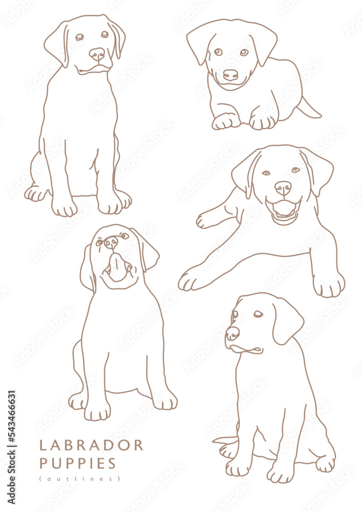 Labrador Retriever Puppy Outline Illustrations in Various Poses Stock ...