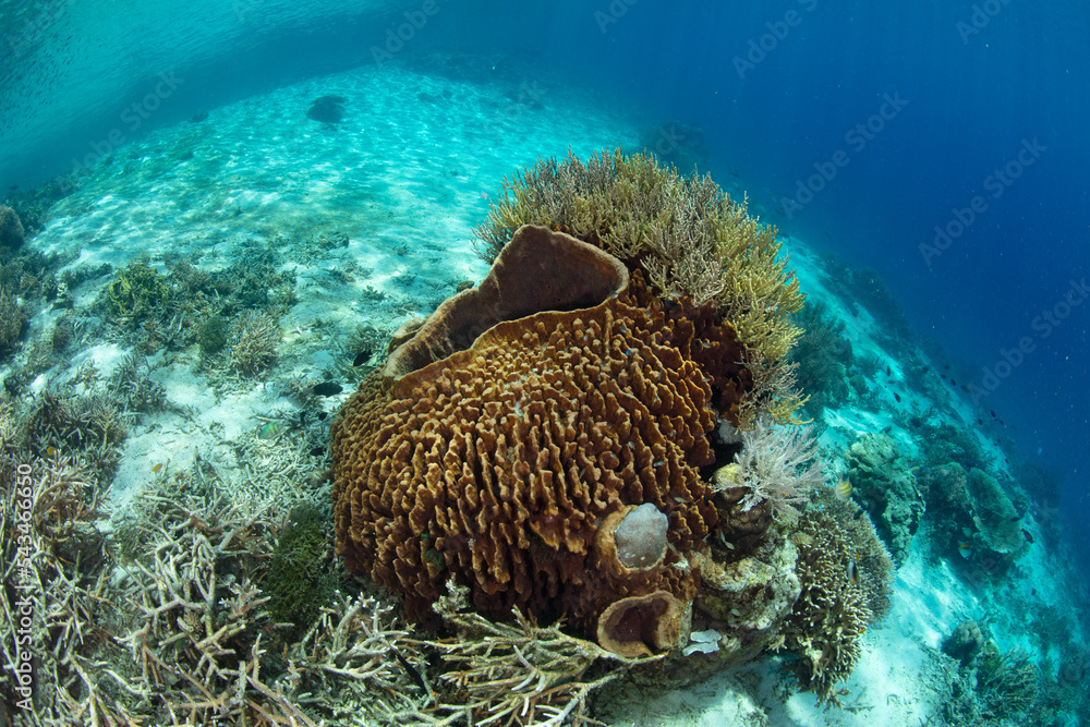 A large barrel sponge grows on a shallow reef in Komodo National Park ...