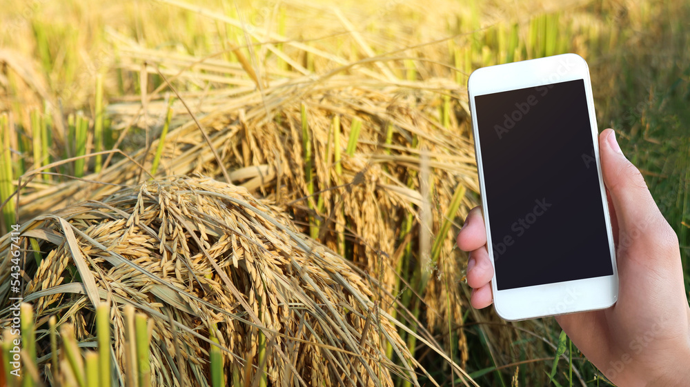 Ears of rice which are harvested already are in rice field with hand ...