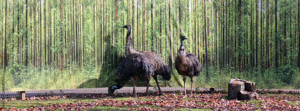 The emu is the largest bird native to Australia and the only extant ...