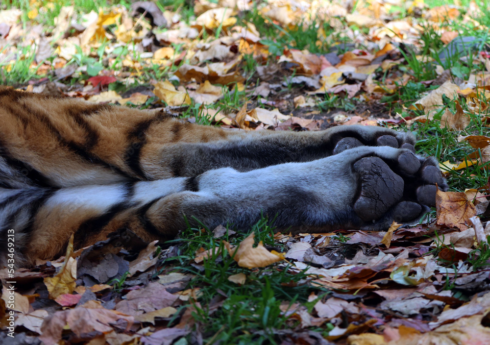 Paws of tiger (Panthera tigris) is the largest cat species. It is the ...