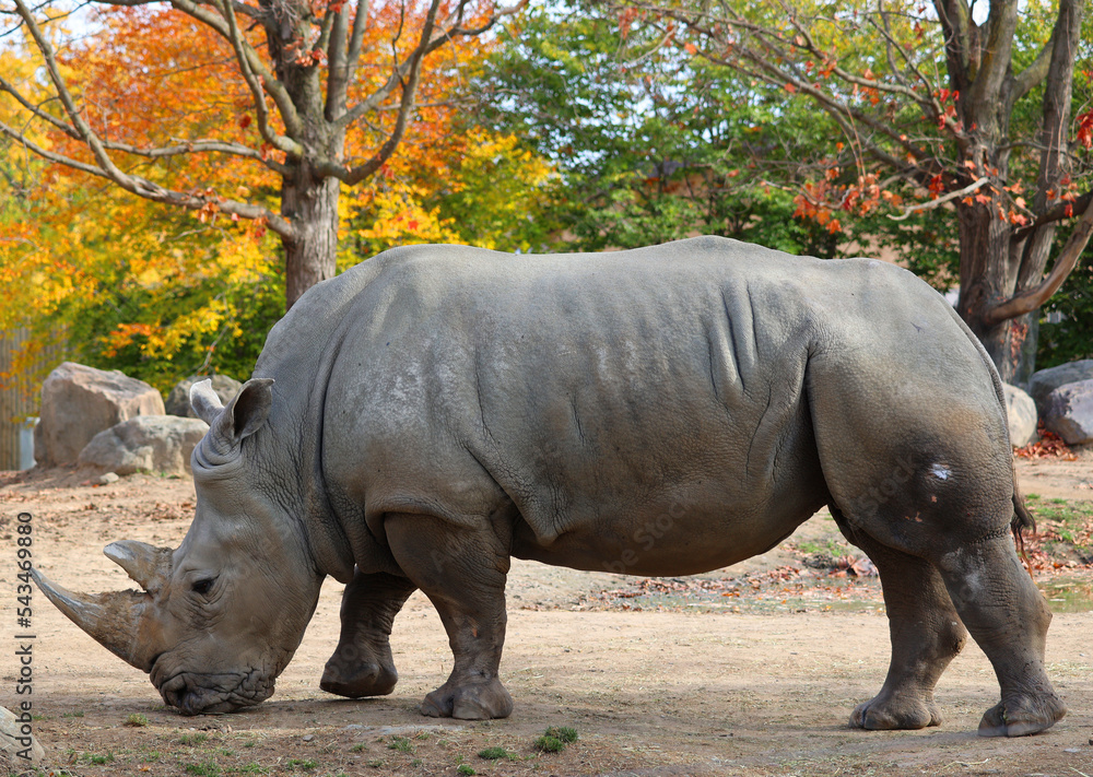 In fall the white rhinoceros or square-lipped rhinoceros is the largest ...