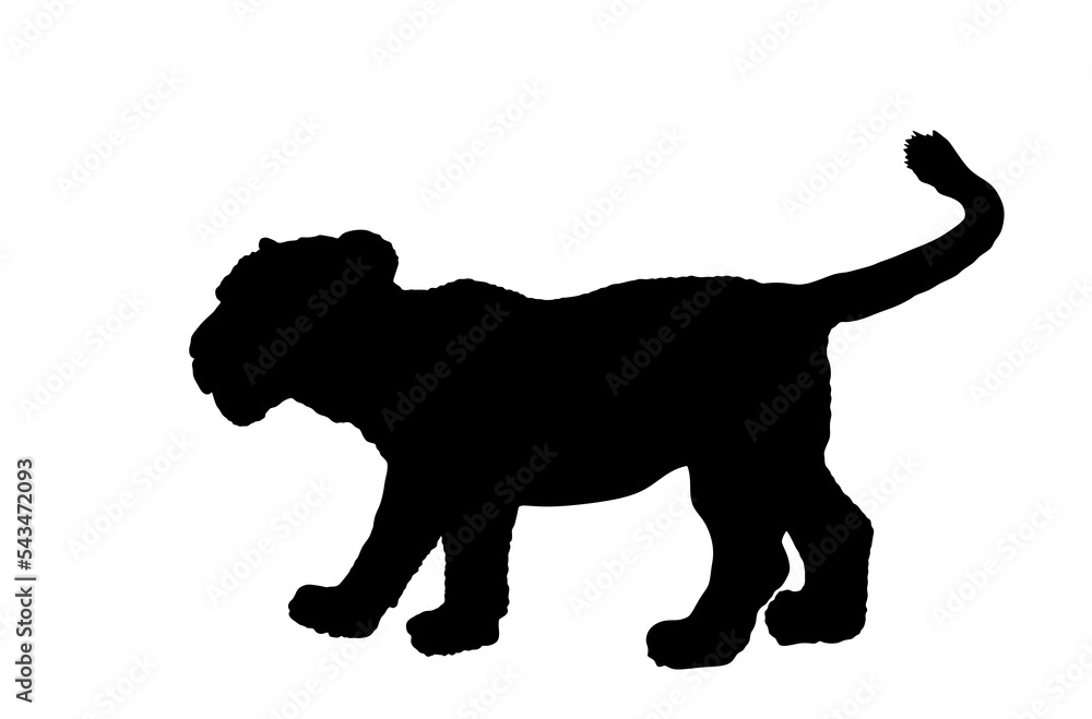 Baby Lion cub vector silhouette illustration isolated on white ...