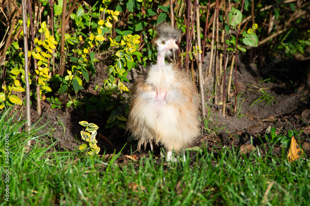 Ayam Cemanida's most expensive chicken in the world Stock Photo | Adobe ...