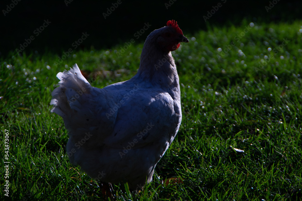 Ayam Cemanida's most expensive chicken in the world Stock Photo | Adobe ...