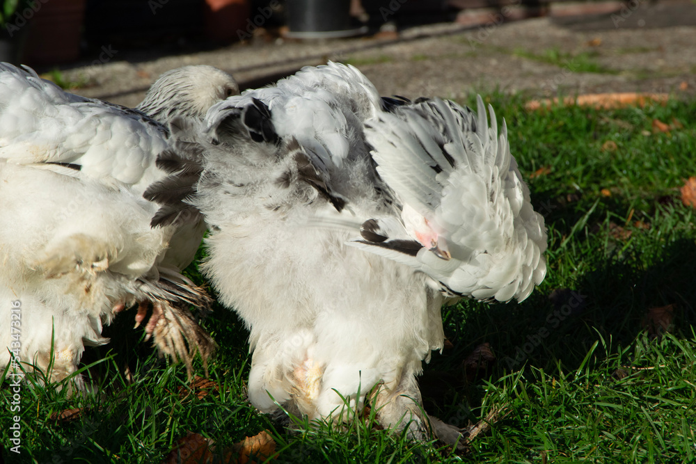 Ayam Cemanida's most expensive chicken in the world Stock Photo | Adobe ...