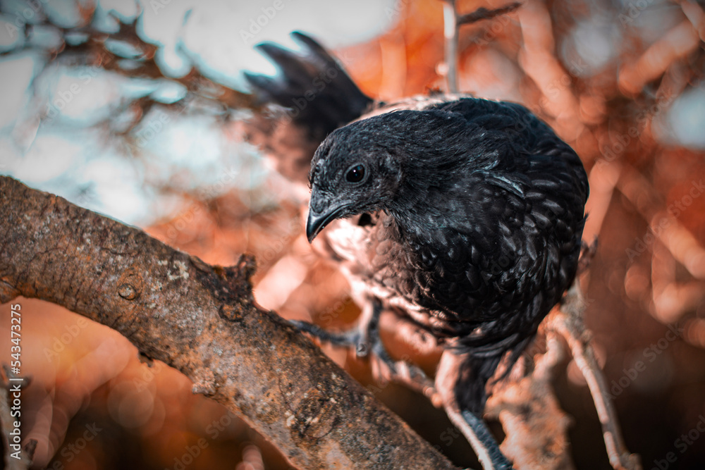 Ayam Cemanida's most expensive chicken in the world Stock Photo | Adobe ...