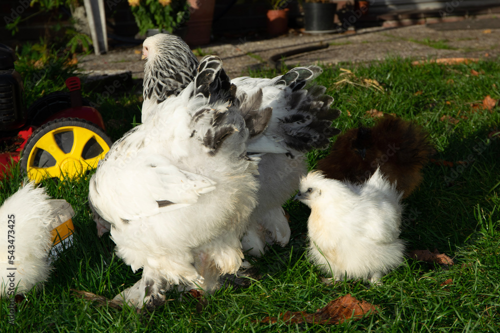 Ayam Cemanida's most expensive chicken in the world Stock Photo | Adobe ...