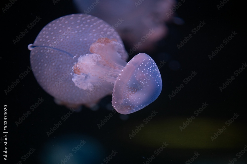 Closeup of Phyllorhiza punctata, also known as the floating bell ...