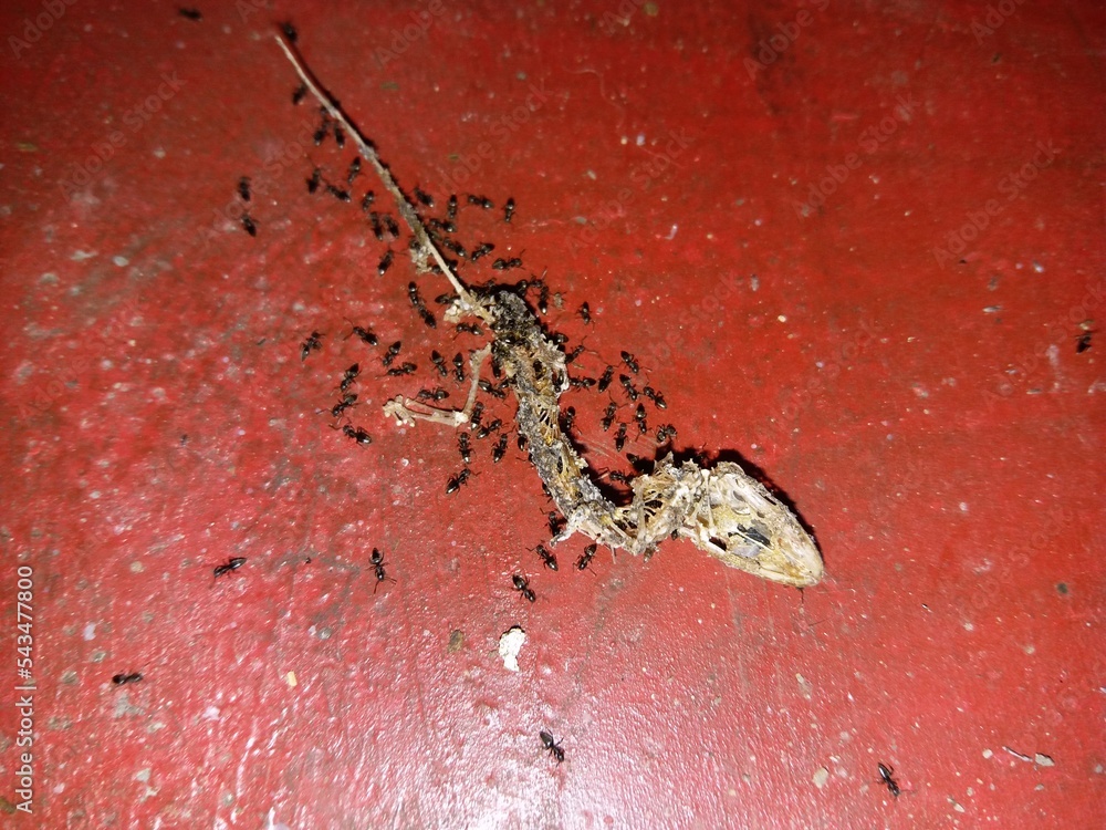 Sri Lankan house Gecko died with red background 2022 Stock Photo ...