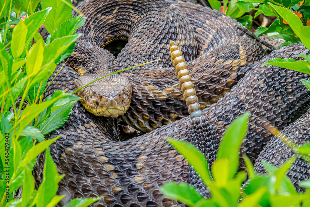 Yellow/light Phase Timber Rattlesnake (Crotalus horridus) Northeastern ...
