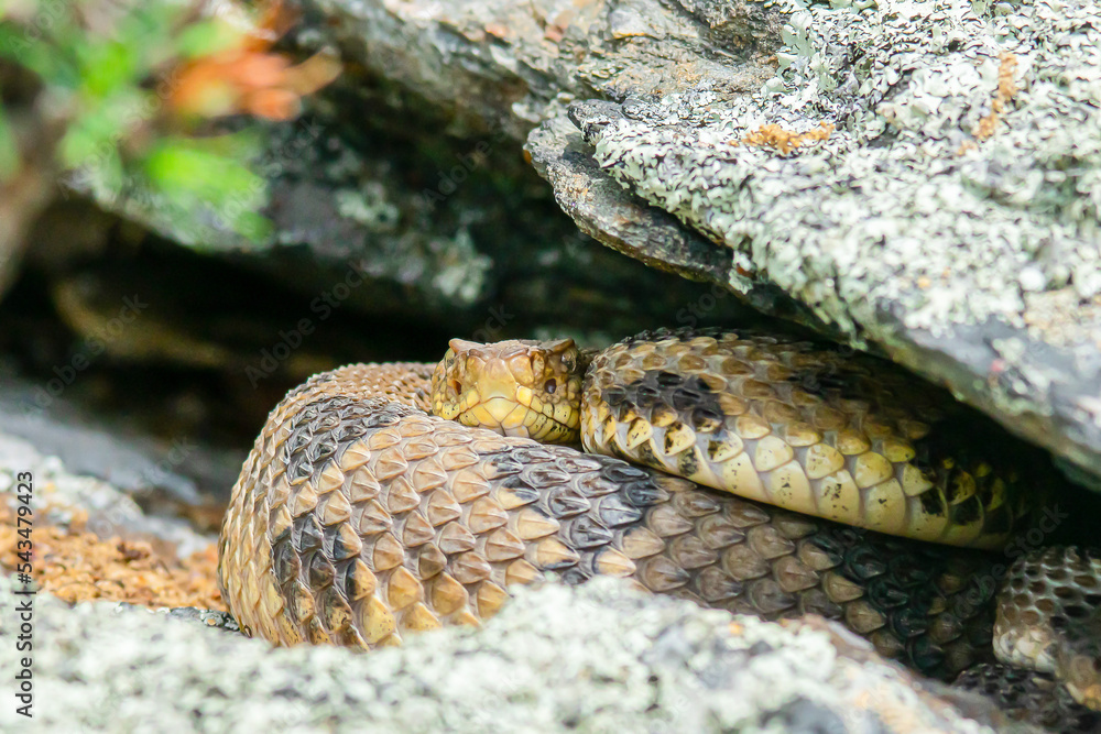 Yellow/light Phase Timber Rattlesnake (Crotalus horridus) Northeastern ...