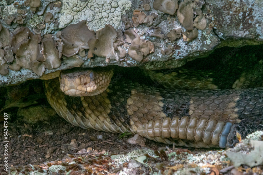 Foto de Yellow/light Phase Timber Rattlesnake (Crotalus horridus ...