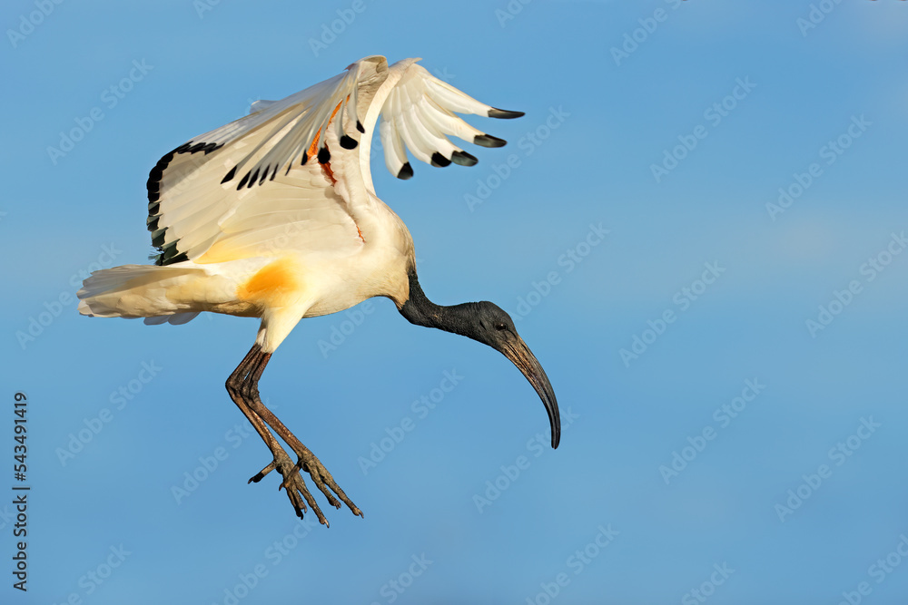 An African sacred Ibis (Threskiornis aethiopicus) in flight with open ...