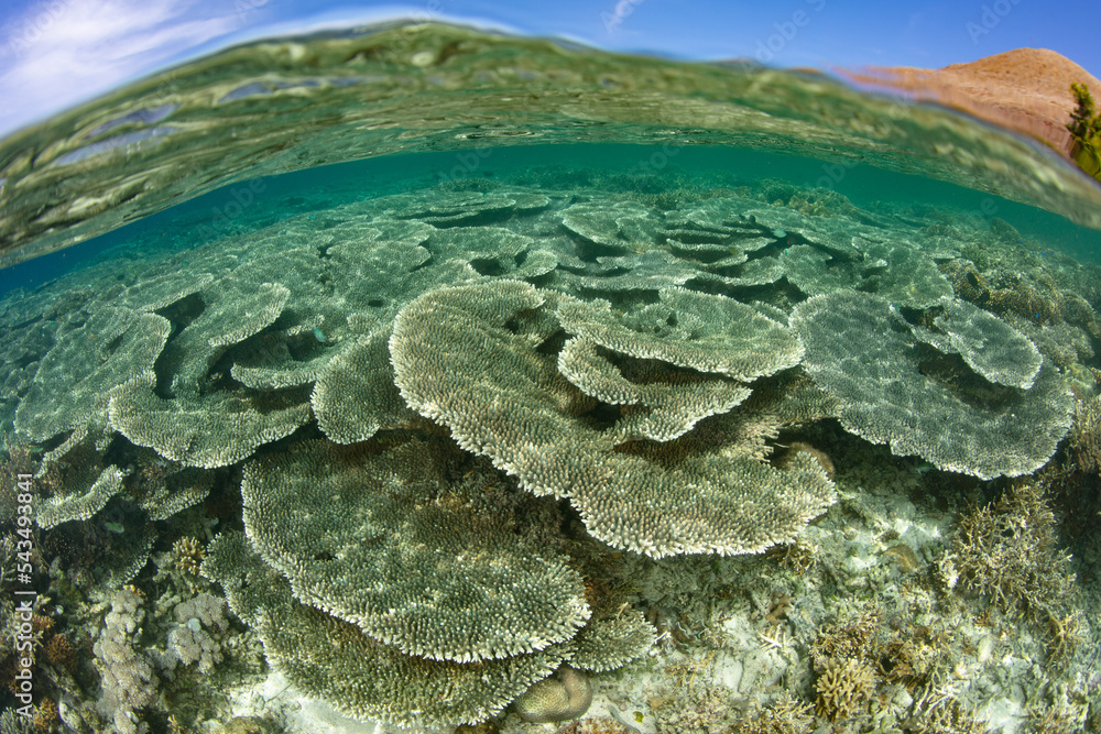 Reef-building corals compete for space on a shallow, healthy reef near ...