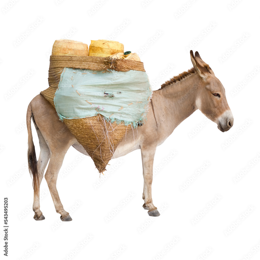 Donkey PNG Format With Transparent Background Stock Illustration ...
