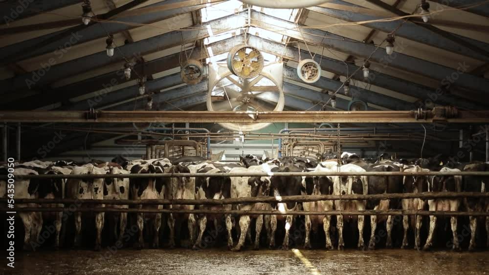 Industrial cultivation of cows on a milk or dairy farm. Cattle eating ...