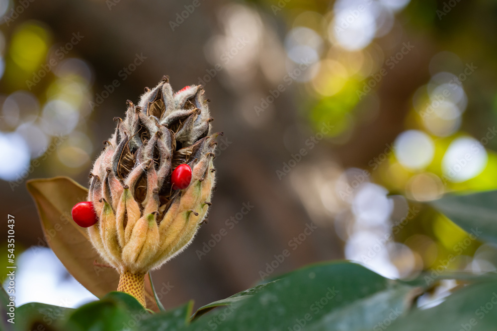 Red seeds emerging from the cone of a magnolia tree (Magnolia ...