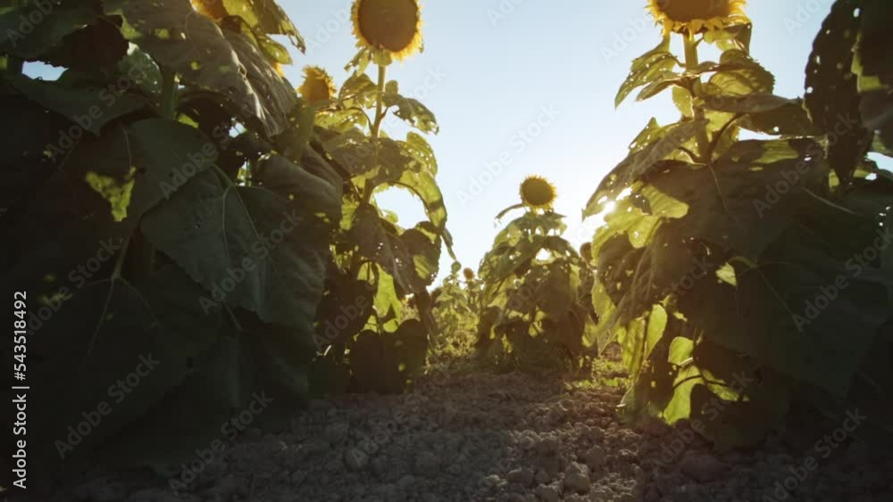 Sunflower plants grow under the sun's rays on the black ground Stock ...