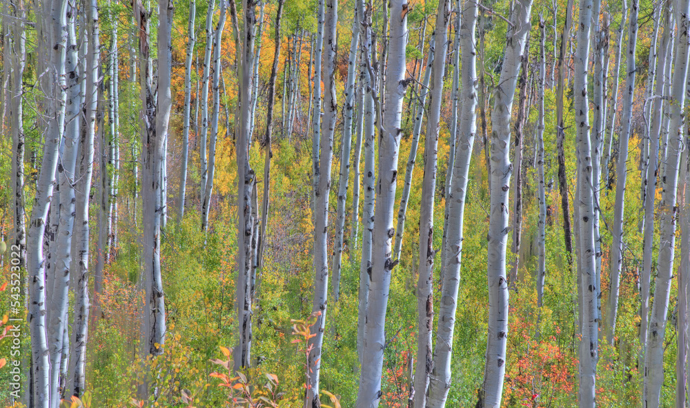 Aspen trees changing color in Colorado Stock Photo | Adobe Stock