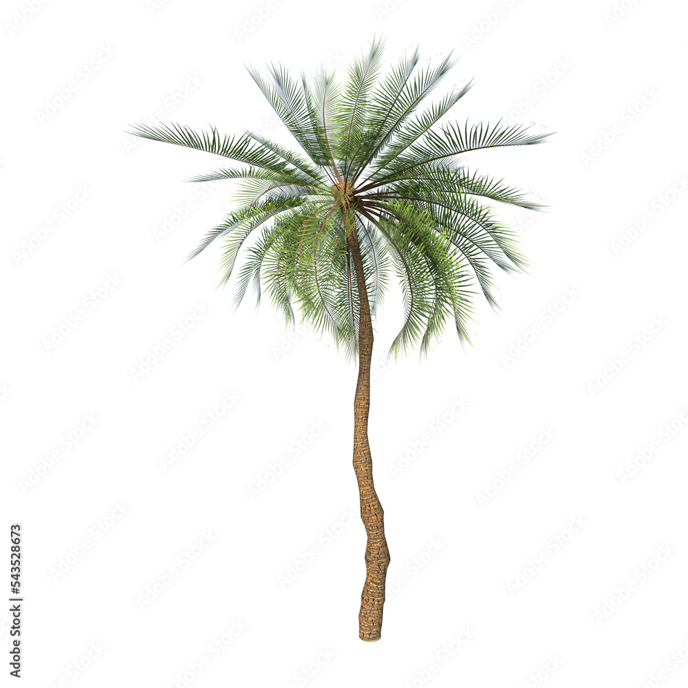 Front view of Plant (Queen Palm Syagrus romanzoffiana 1) Tree png Stock ...