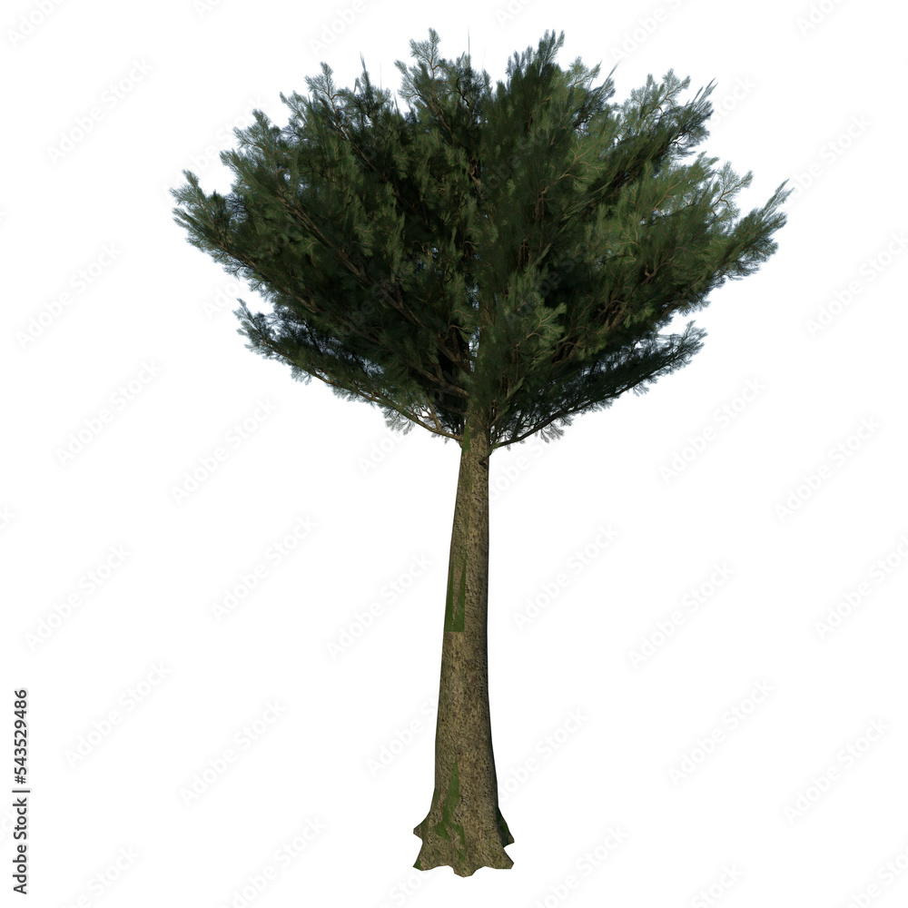 Front view of Tree (Pinus Pinea Stone pine 1) Plant png Stock ...