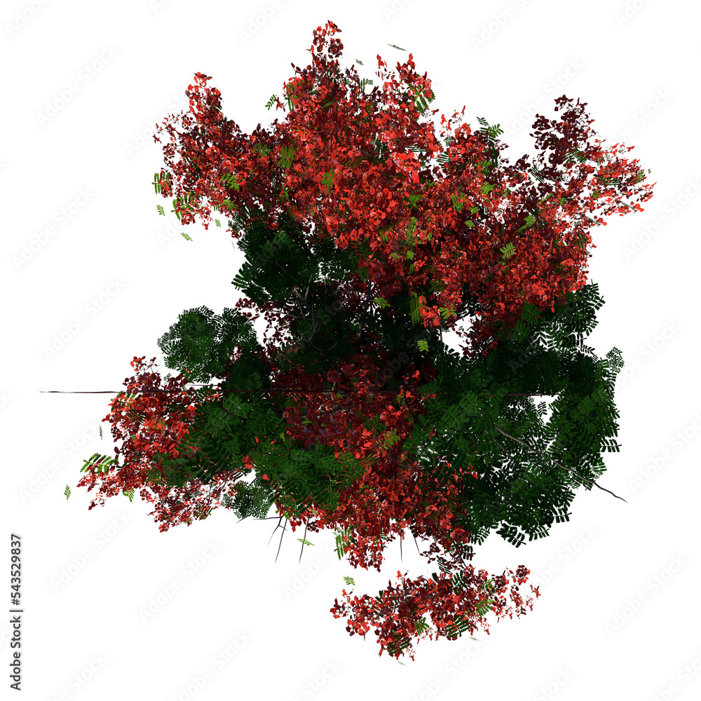 Top view of Tree ( Delonix regia Flamboyant 1) Plant png Stock ...