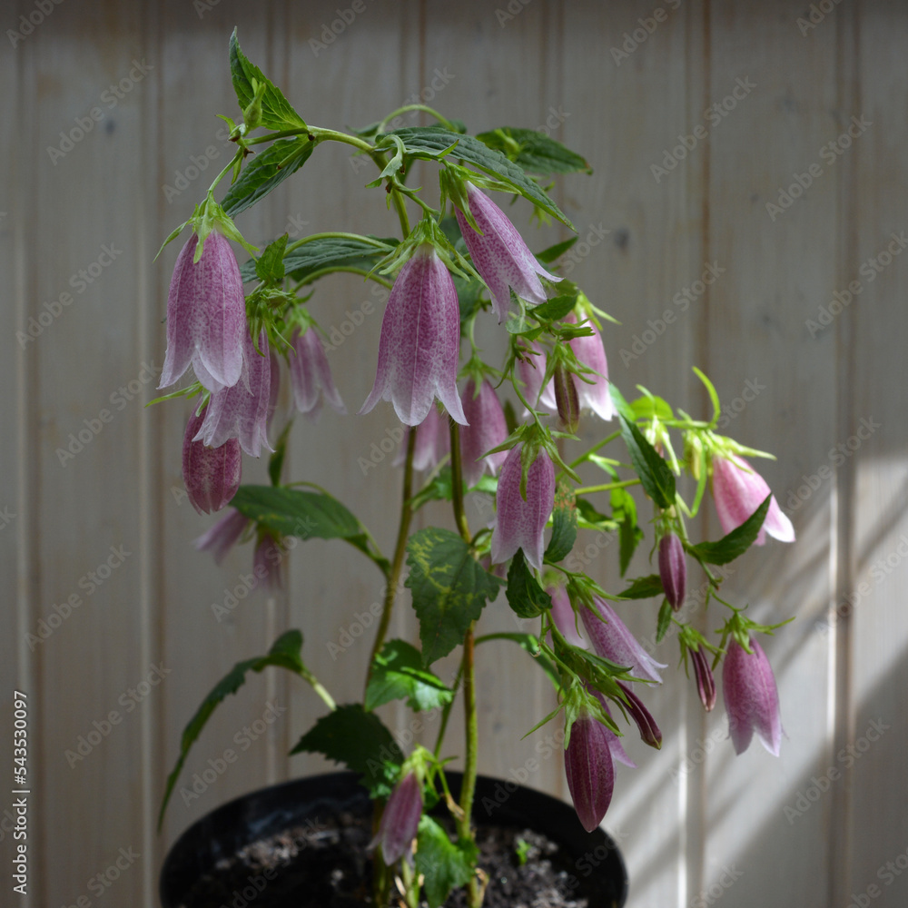 Campanula punctata (spotted bellflower) with pink flowers grows in ...