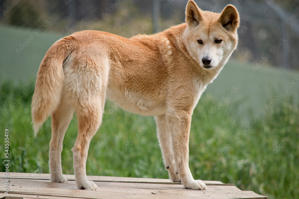 Black Dingo Puppies